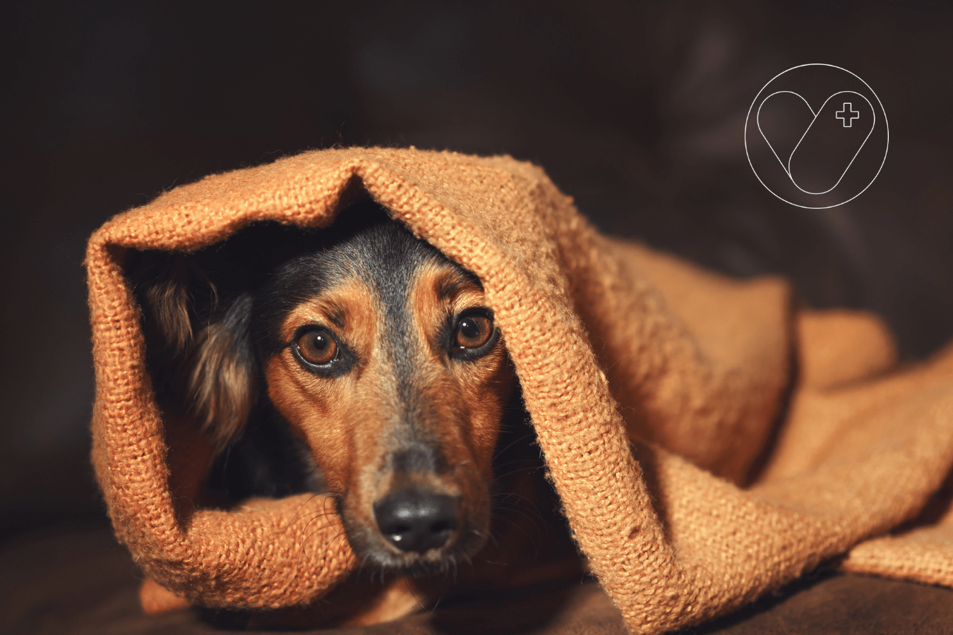 ¿Tiene tu perro miedo a los petardos? - [ Vetyou ]