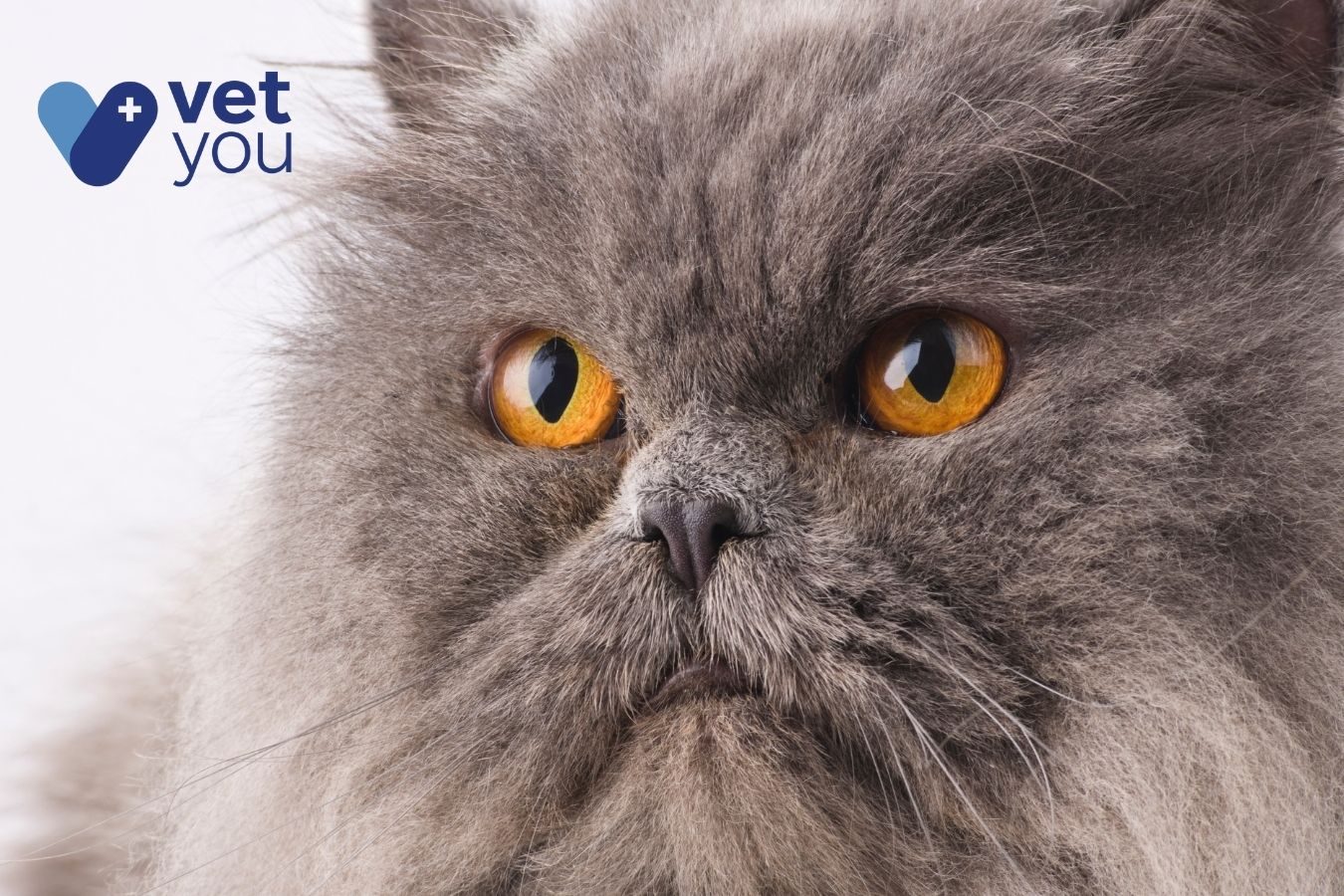 ¿Tienes un Gato de Raza Persa? CUIDADO [Vetyou]