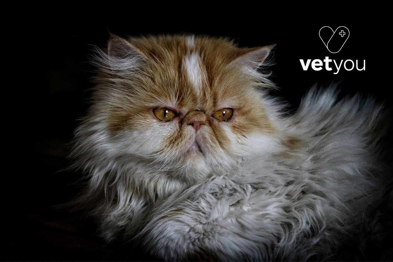 ¿Tienes un Gato de Raza Persa? CUIDADO [Vetyou]