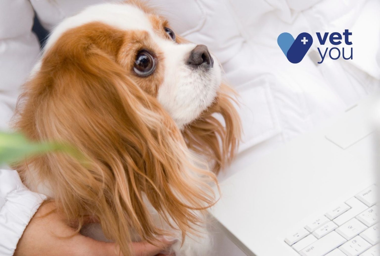 Mi Perro Sufre una Cardiopatía ¿Qué Hago? - [Vetyou]