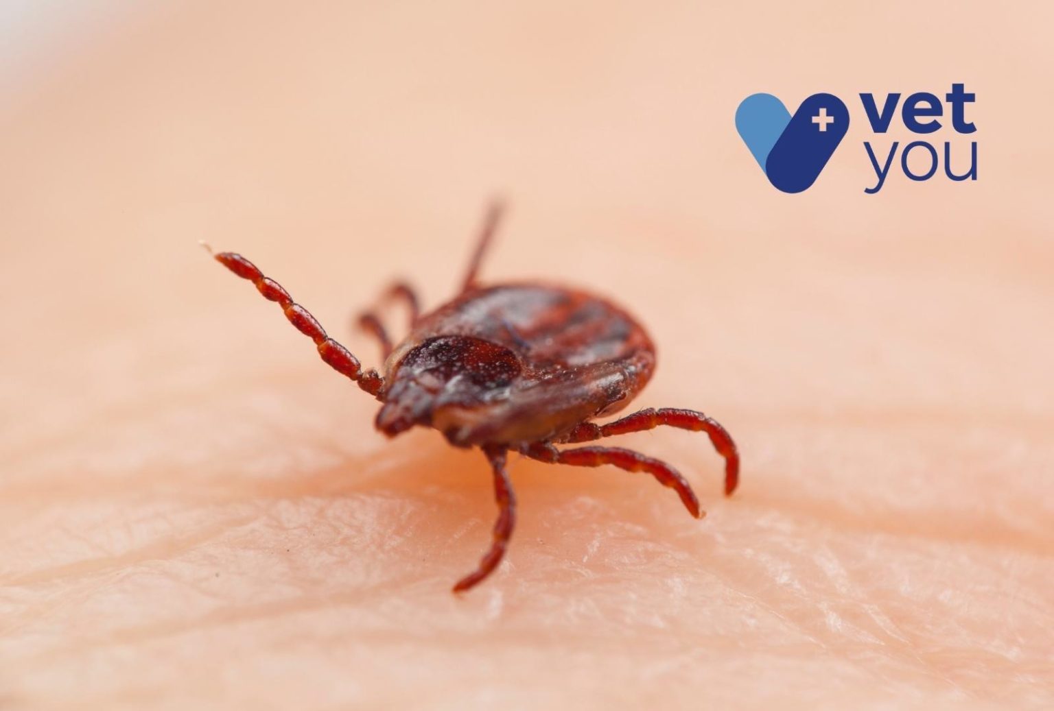 Garrapatas en el perro. ¿Qué debemos hacer? - [ Vet💙you ]