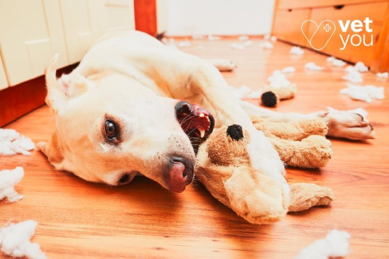 Ansiedad por separación: qué es, síntomas y cómo tratarlo - Vetyou