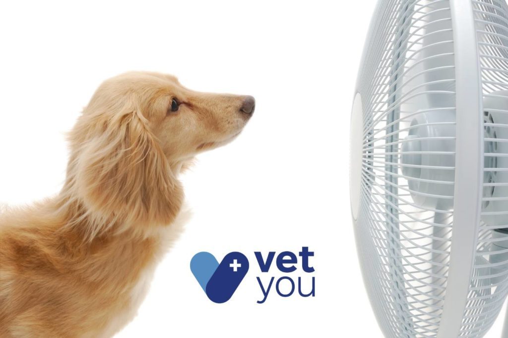 ¿Tu Perro Está Sufriendo un Golpe de Calor? [Vetyou]